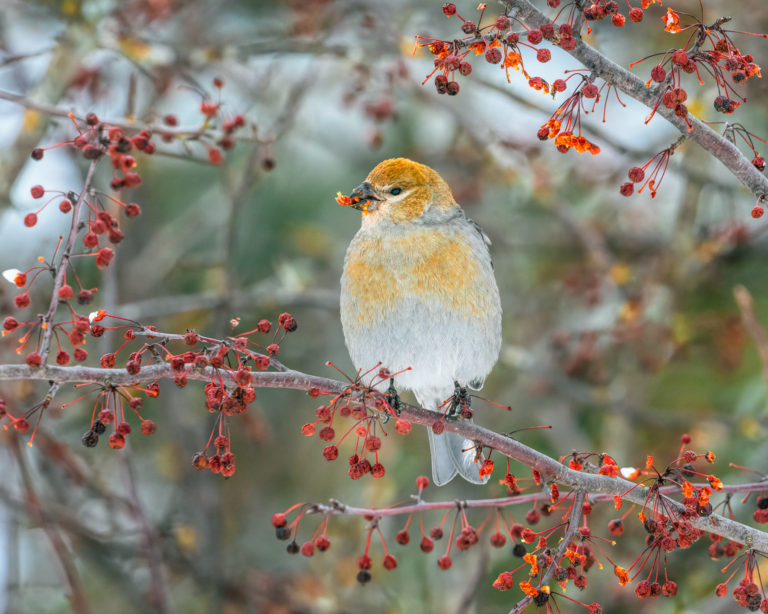 Winter Bird Photography: Nature's Beautiful Ornaments - Aperture & Light